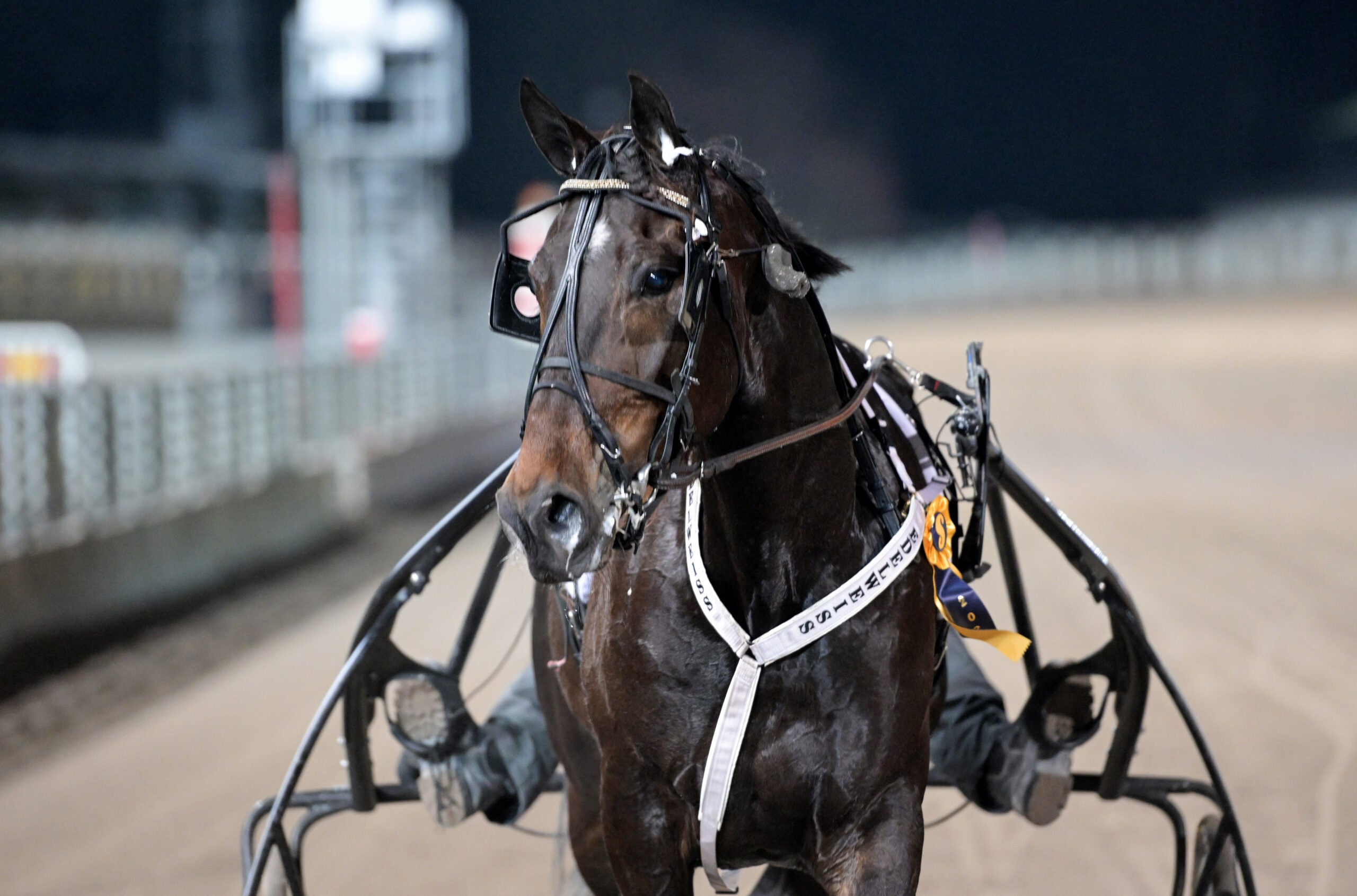 Inför V75: Hofling nöjd - tror på ännu bättre prestation