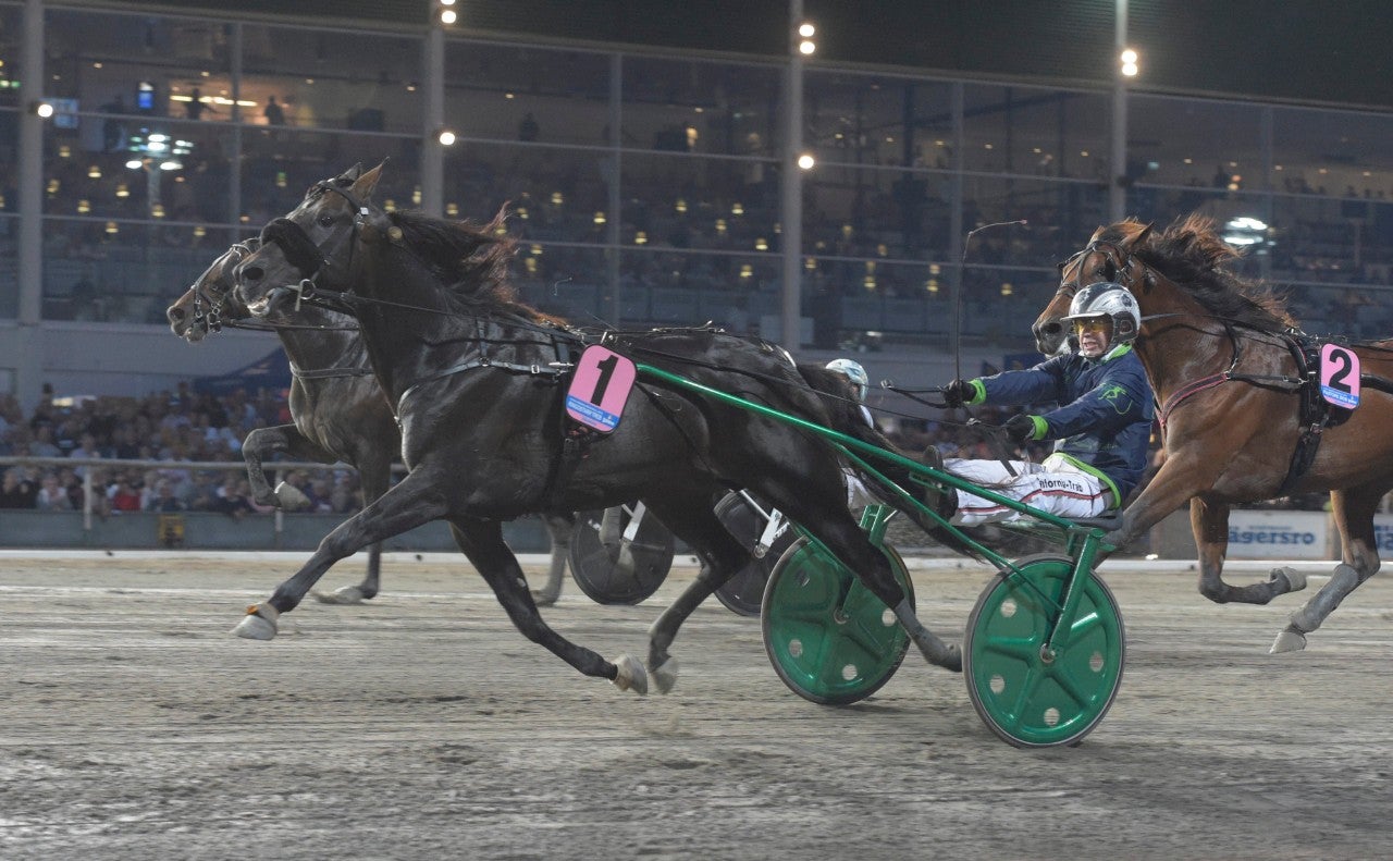 Ringostarr Treb - hästen med nio liv